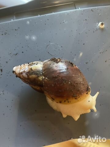 Улитки ахатины бесплатно