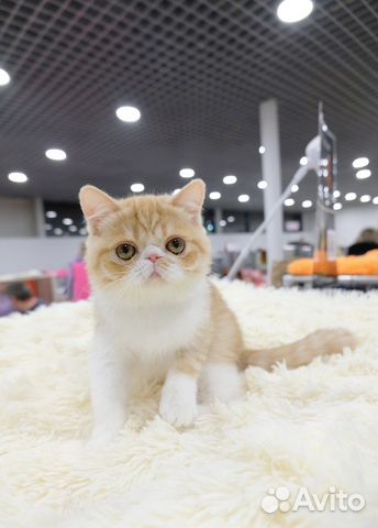 Экзотический мальчик 4 мес