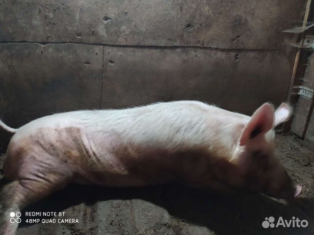 Кабан на племя