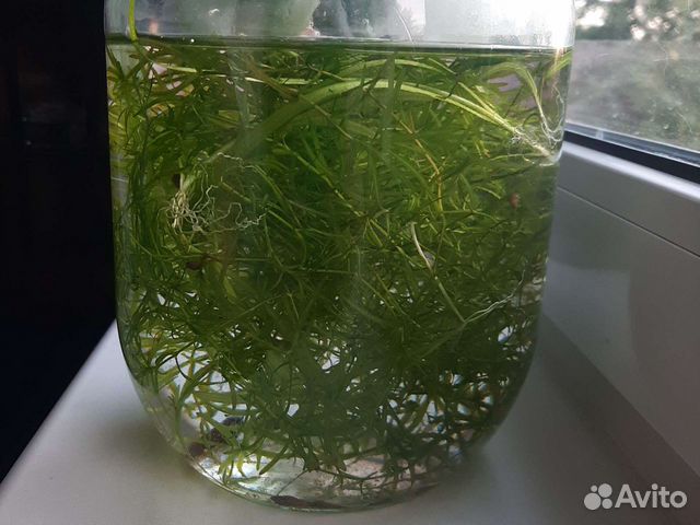 Аквариумные растения,улитки