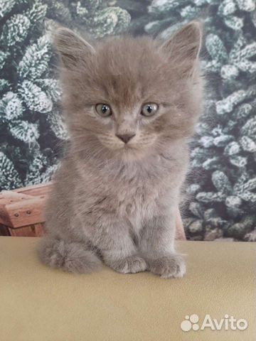 Британская кошка