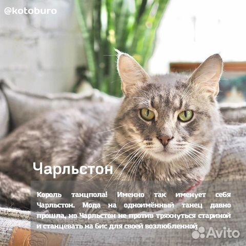 Кот