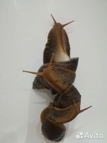 Улитки ахатины