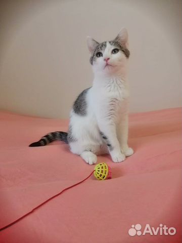 Корица ищет дом