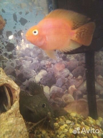 Рыба попугай 2 шт