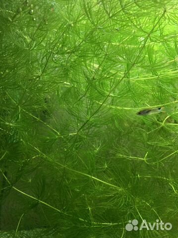 Роголистник