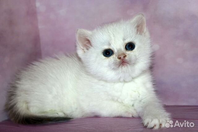 Серебристая шиншилла колор поинт