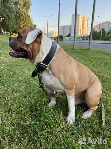 Вязка американский бульдог