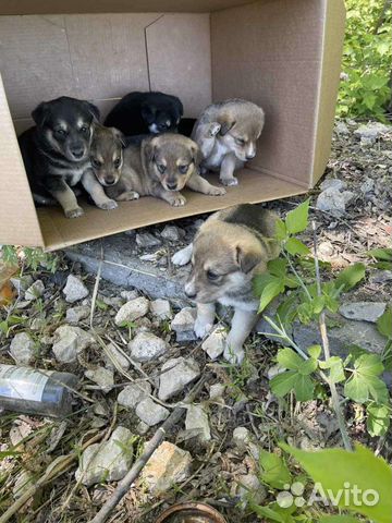 Щенков вставили в коробке у дороги