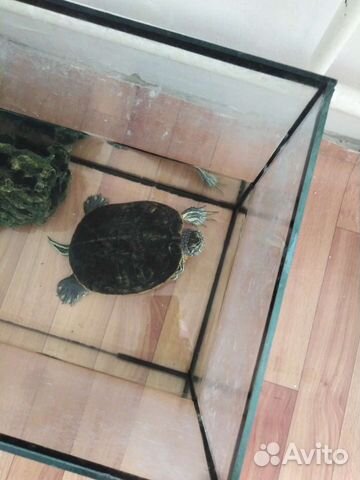 Красноухая черепаха с аквариумом