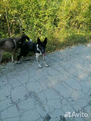 Гошка позитвный щенок