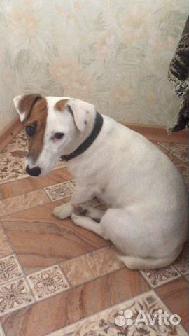 Найден Джек Рассел терьер девочка