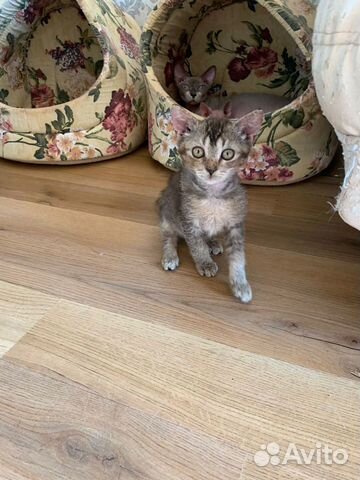 Котик в добрые руки
