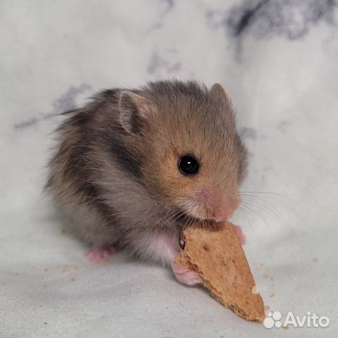 Ручные Сирийские хомячки