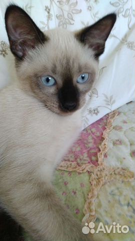 Сиамские котята