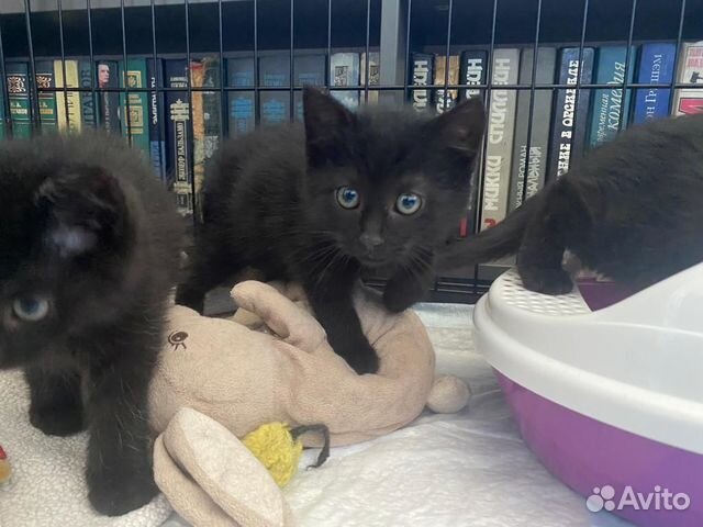 Котята в поисках семьи