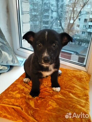 Чудесный щенок ищет дом и любящих хозяев