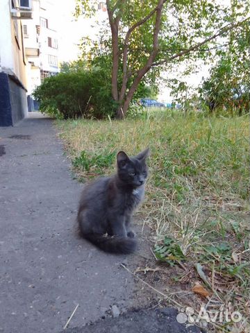 Котенок русской голубой потерялся ищет дом