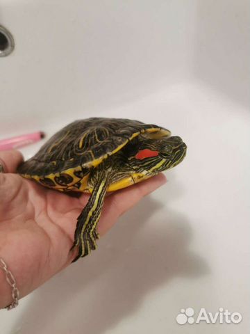 Красноухая черепаха с аквариумом