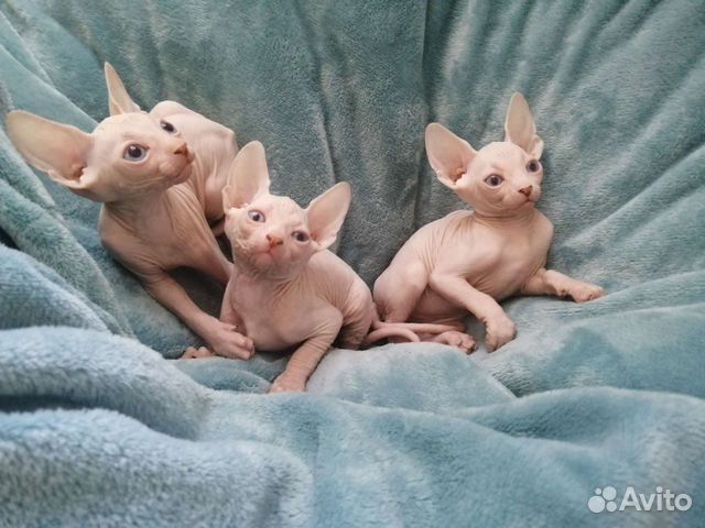 Канадский сфинкс котенок