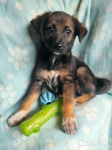 Малыши щеночки 2мес от роду ищут дом