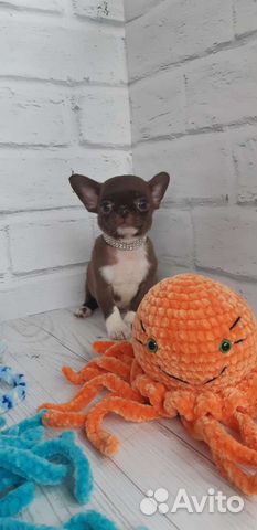 Супер mini чихуахуа