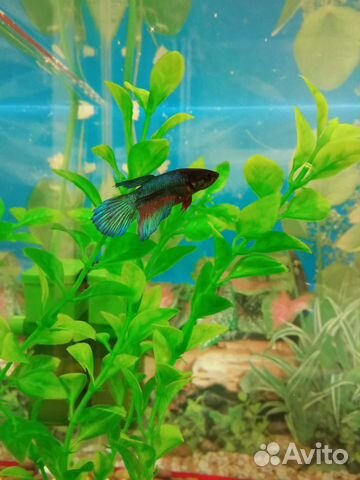 Рыбка петушок