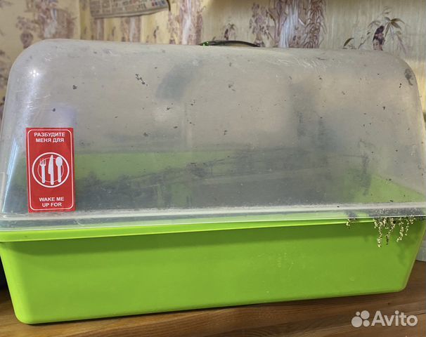 Улитки ахатины в контейнере бесплатно