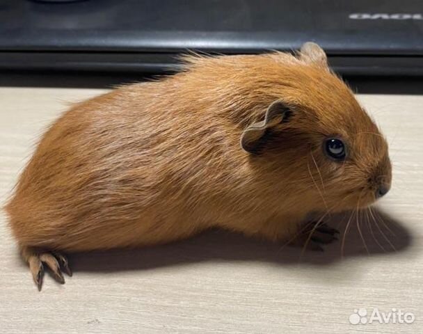 Морские свинки