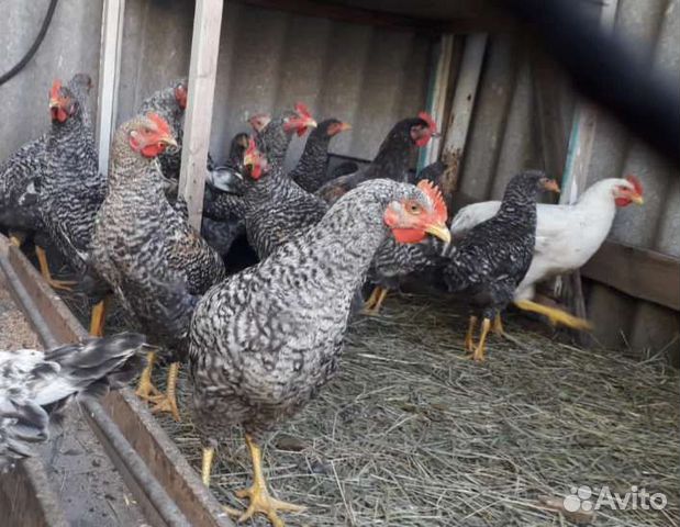 Петушки молодые