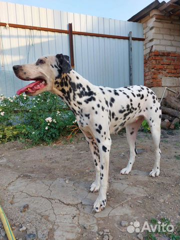 Далматинец в добрые руки