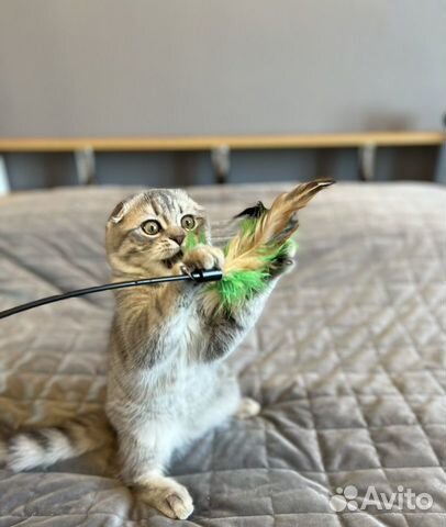 Котёнок скотиш фолд