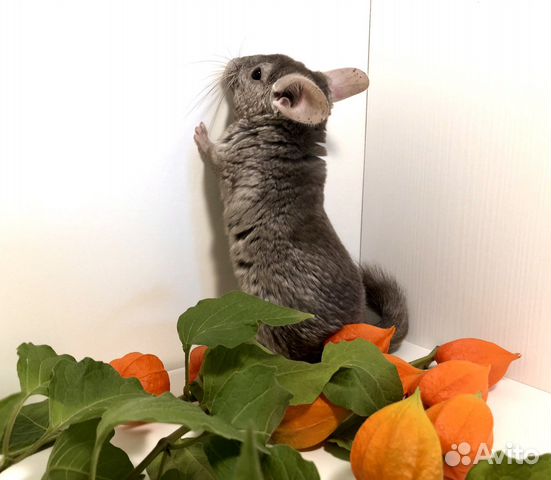 Мальки Шиншиллы