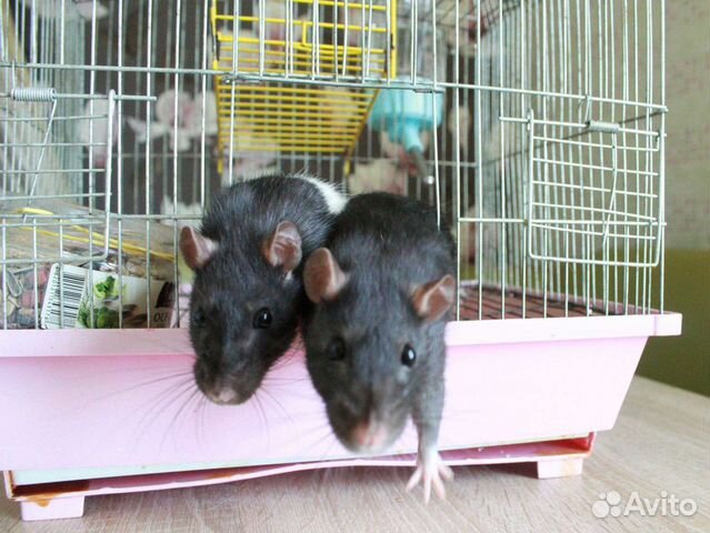 Крыса с клеткой