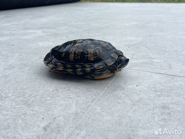 Черепаха красноухая. Самец. 5 лет