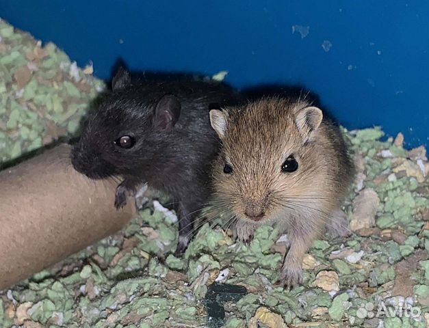 Монгольская песчанка