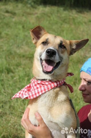 Собачке из приюта очень нужна семья