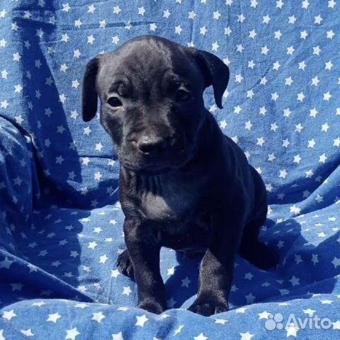 Черный моноколорный щенок апбт