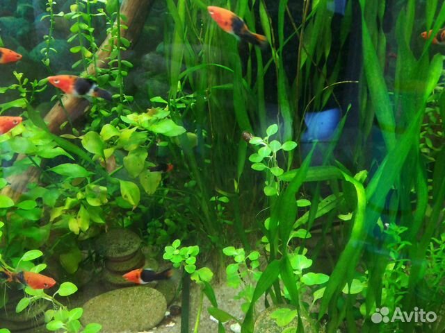 Меченочец кои, ситцевый