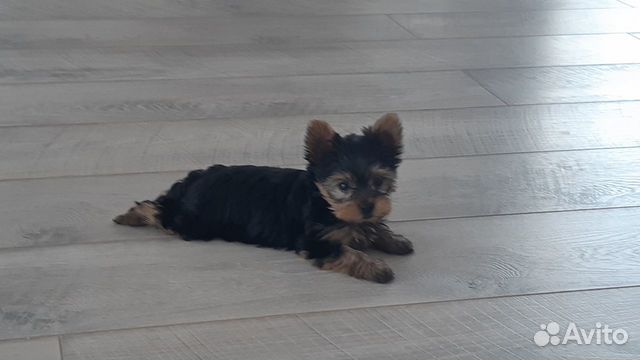 Йокширский терьер щенки