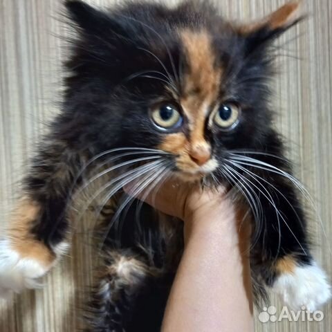 Котёнок на удачу