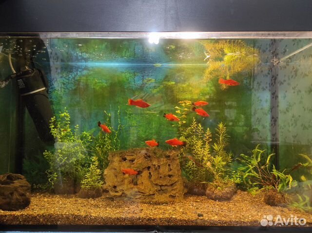 Рыбки меченосцы