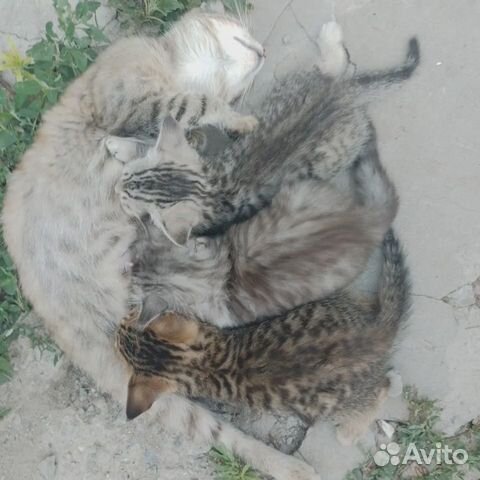 Котята в добрые руки даром