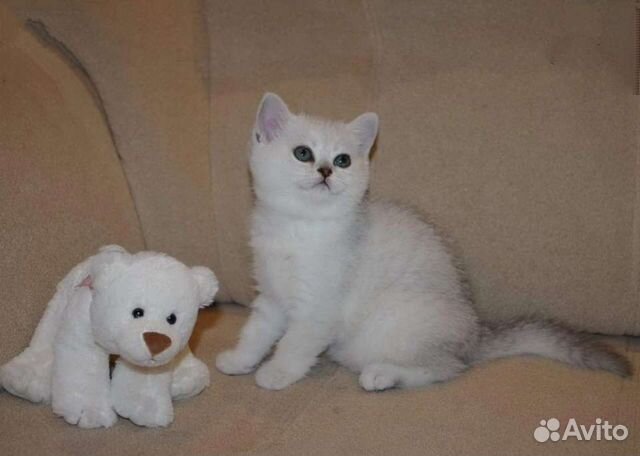 Шотландские котята