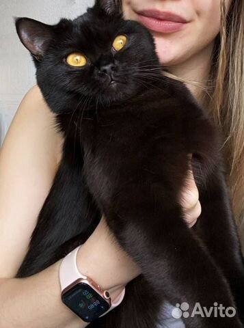 Кошка в добрые руки