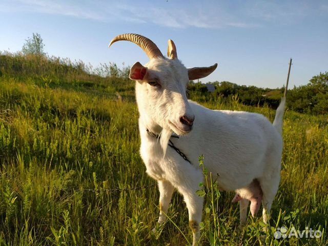 Зааненская коза дойная с козлятами