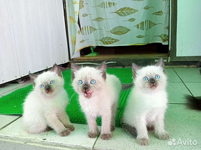 Котята