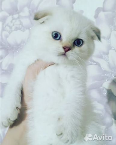 Голубоглазый мальчик ny 2133