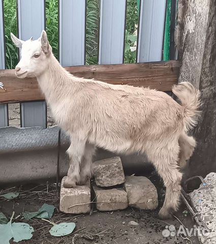 Козочка 2 месяца