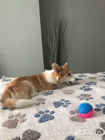 Собака вельш-корги 8 месяцев девочка